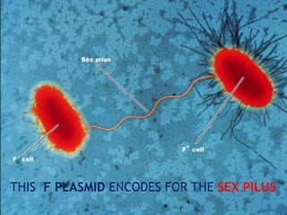 Conjugation Microbiology powerpoint presentation | PPTX
