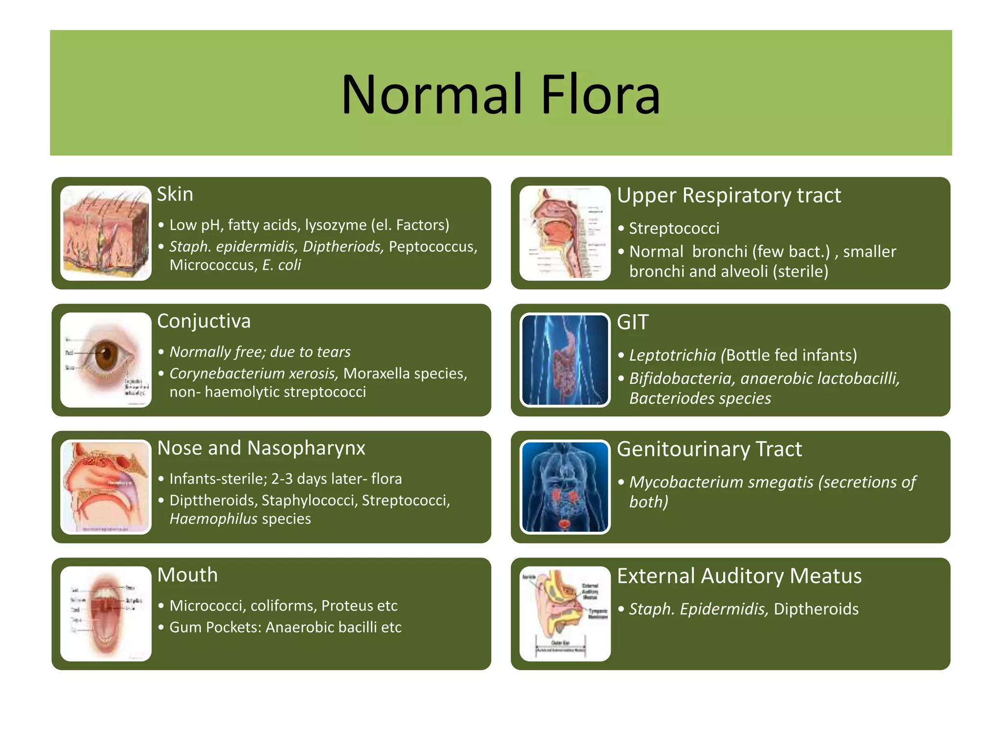 Microbiology ppt | PPTX