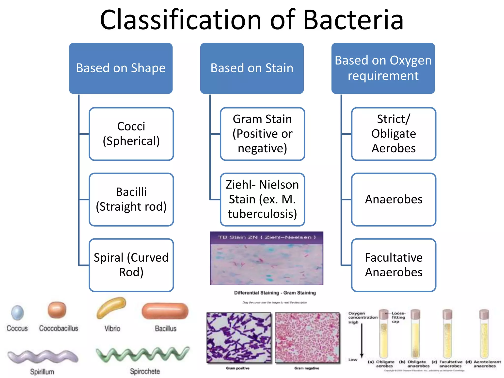 Microbiology ppt | PPTX