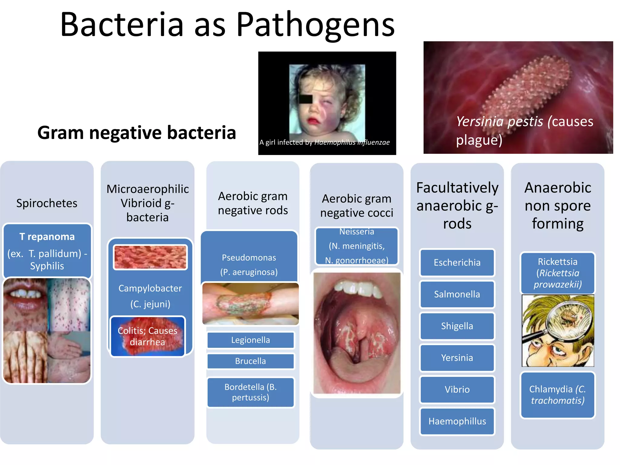 Microbiology ppt | PPTX
