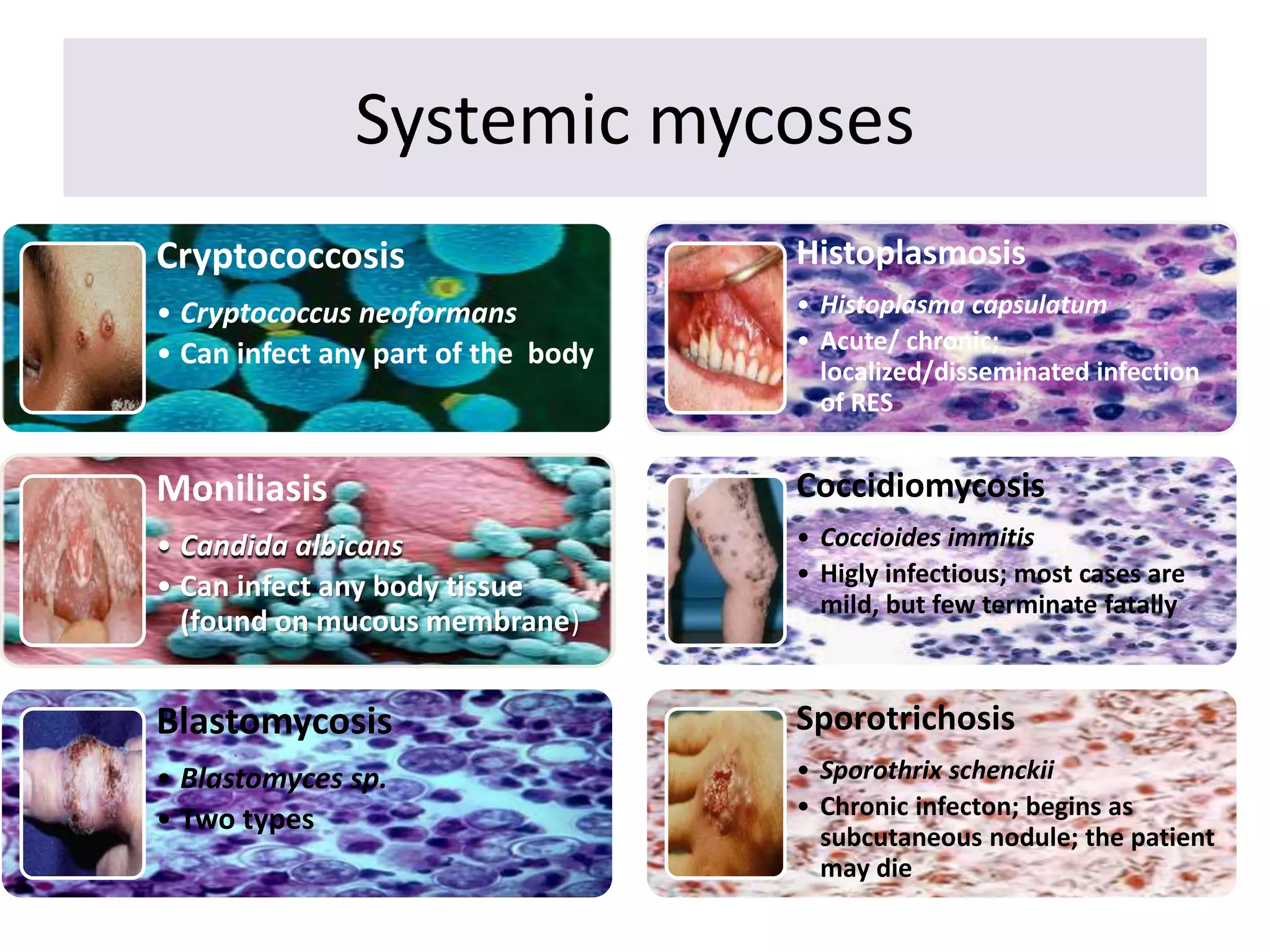 Microbiology ppt | PPTX