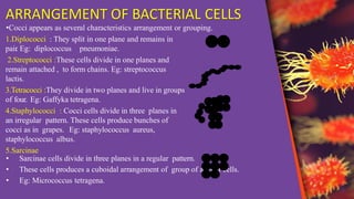 Morphology of bacteria | PDF