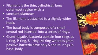 Morphology of bacteria | PDF