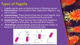 Morphology of bacteria | PDF