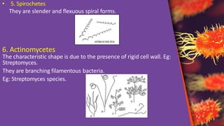Morphology of bacteria | PDF