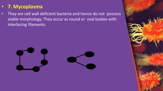 Morphology of bacteria | PDF