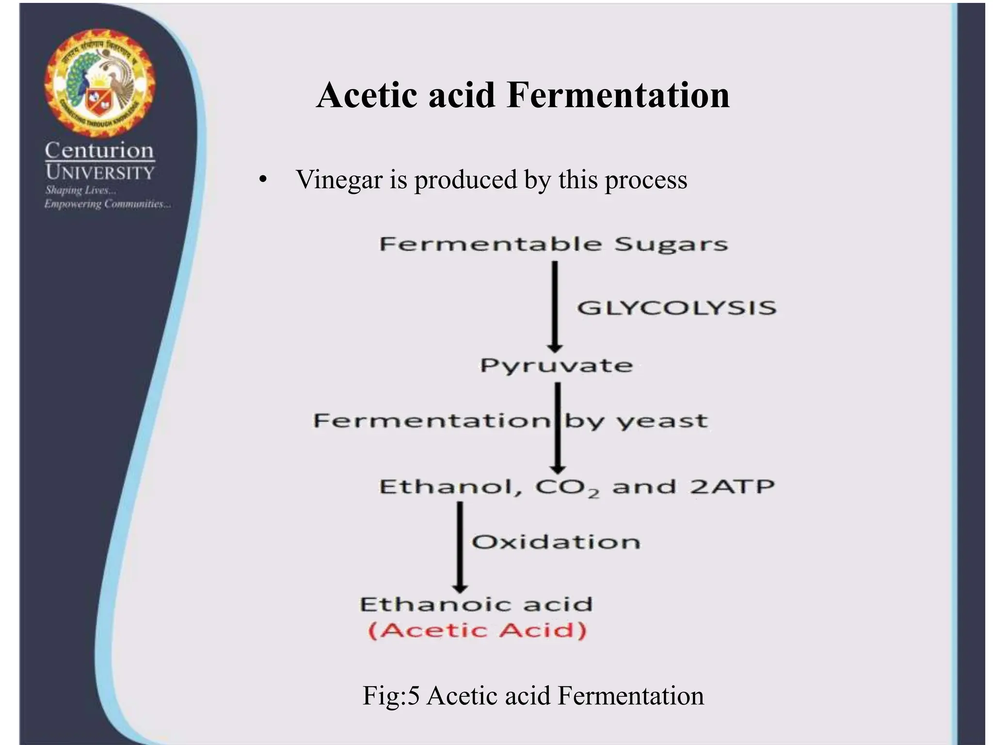 Microbial fermentation role in bacteria. | PPTX