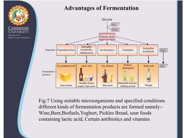 Microbial fermentation role in bacteria. | PPT
