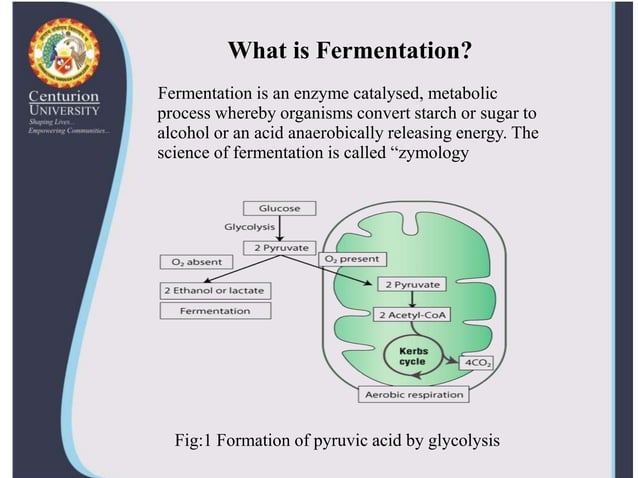Microbial fermentation role in bacteria. | PPT
