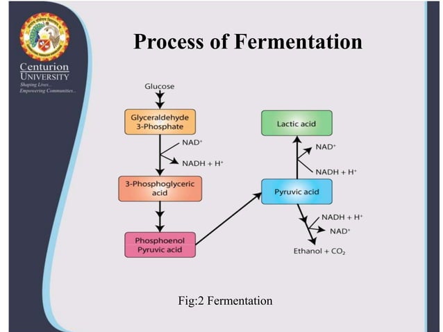 Microbial fermentation role in bacteria. | PPT