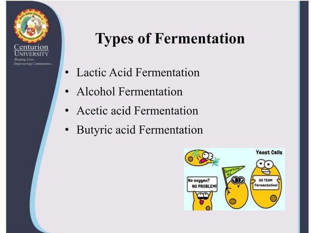 Microbial fermentation role in bacteria. | PPT