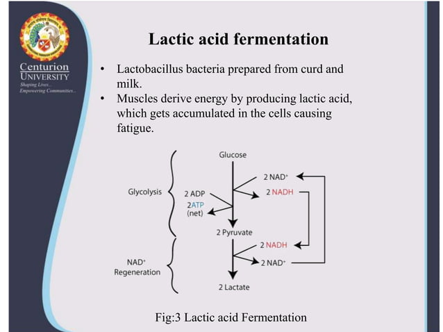 Microbial fermentation role in bacteria. | PPT