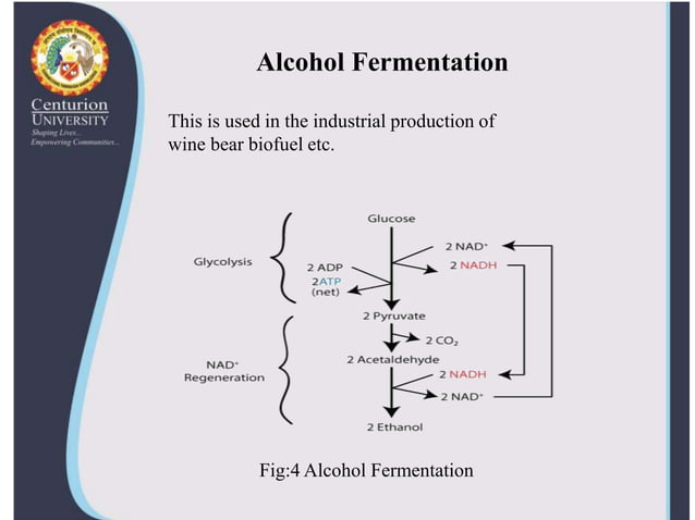 Microbial fermentation role in bacteria. | PPT