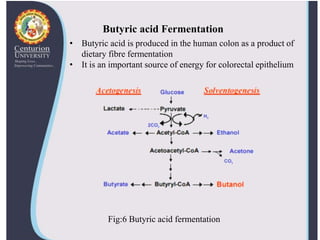 Microbial fermentation role in bacteria. | PPTX