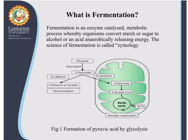 Different types of Fermentation microbiology ppt.pptx