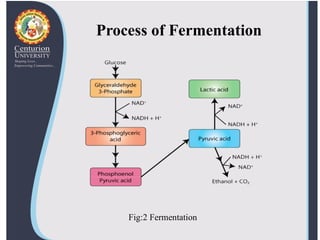 Different types of Fermentation microbiology ppt.pptx