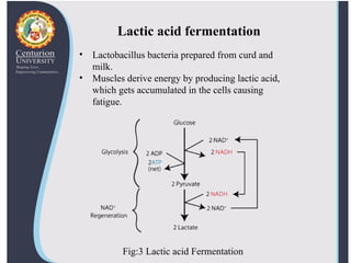 Different types of Fermentation microbiology ppt.pptx