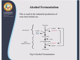 Different types of Fermentation microbiology ppt.pptx
