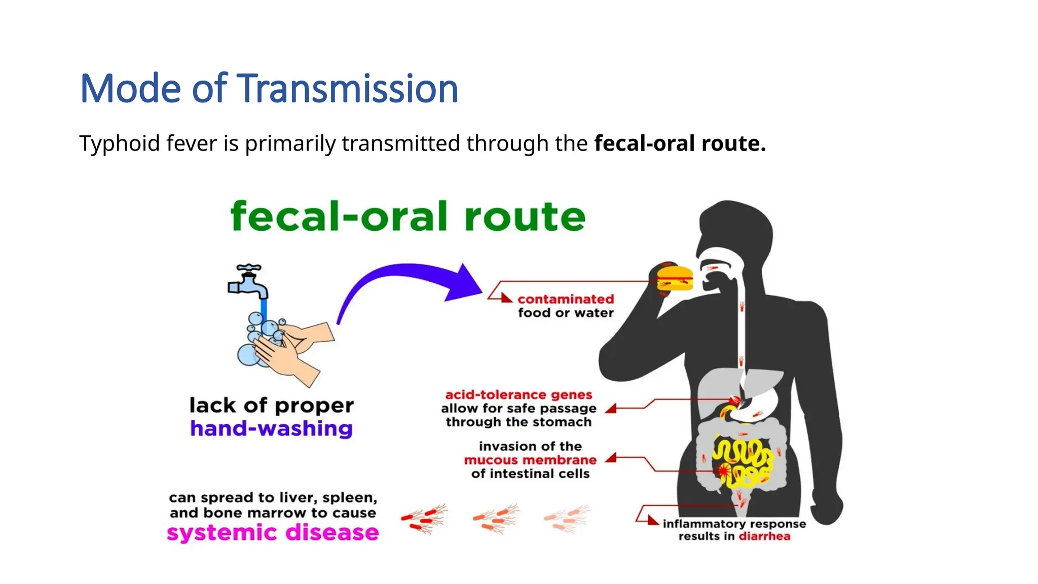 Typhoid fever and Cholera. Symptoms, transmission, diagnosis, treatment ...