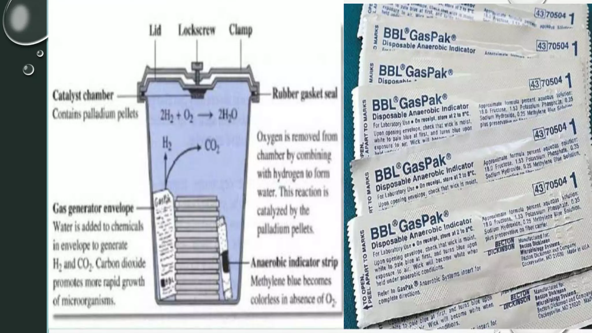 Microbiology ppt[1] | PPTX