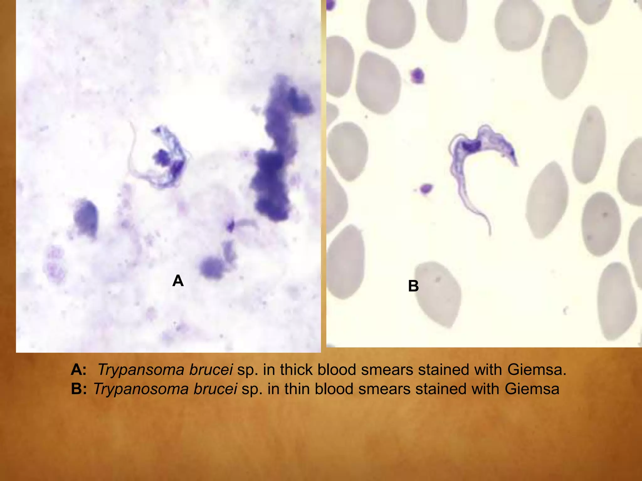 microbiology ppt trypanosoma spp.ppt
