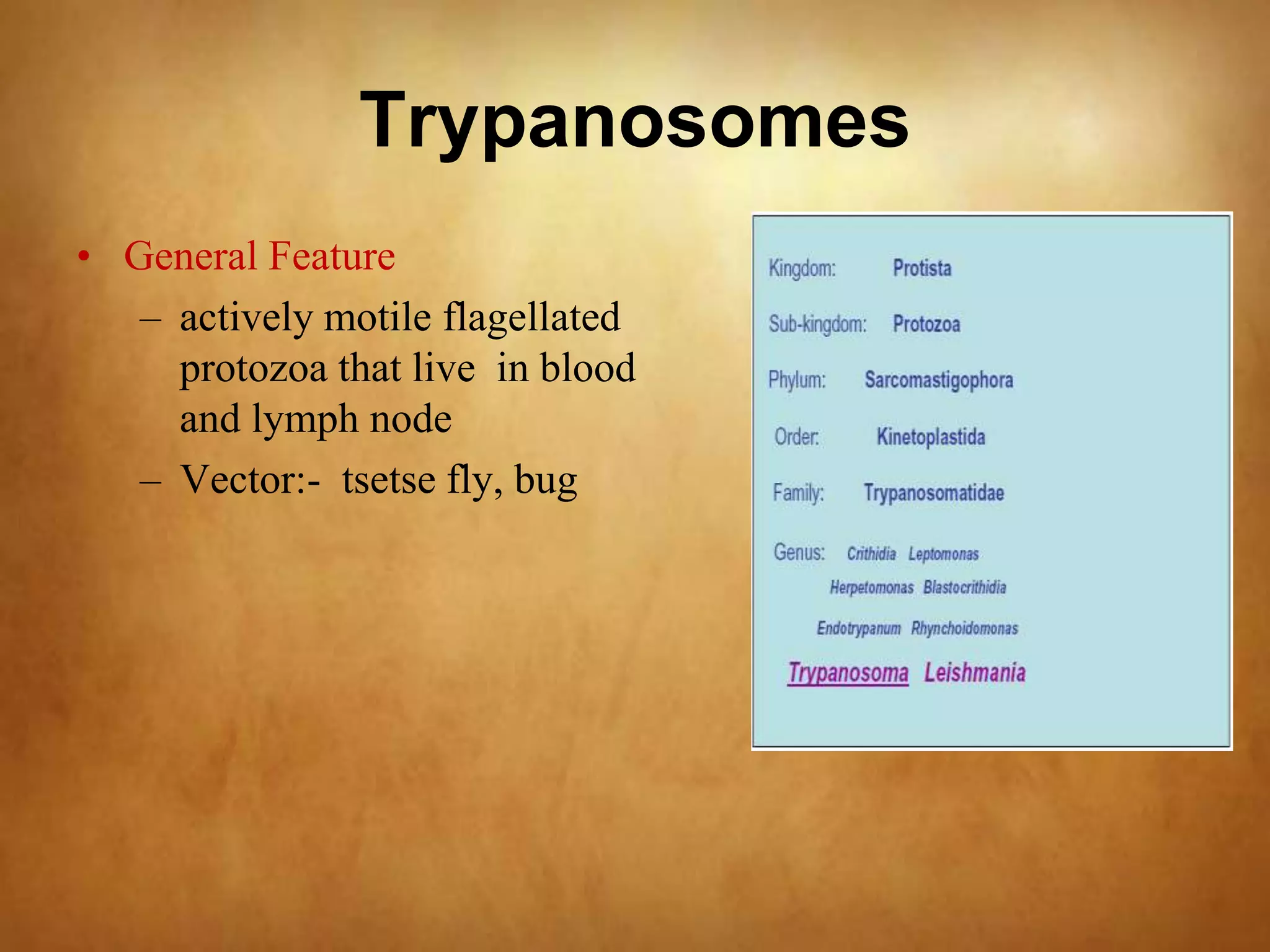 microbiology ppt trypanosoma spp.ppt