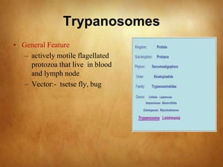 microbiology ppt trypanosoma spp.ppt
