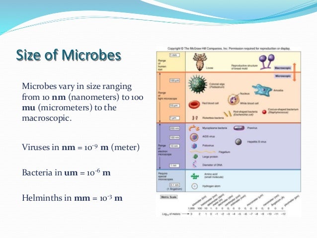 Introduction to Microbiology