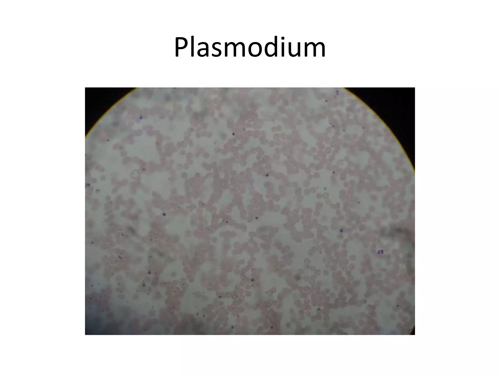 Microbiology practical | PPT