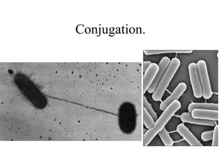 Bacterial Conjugation Microscope