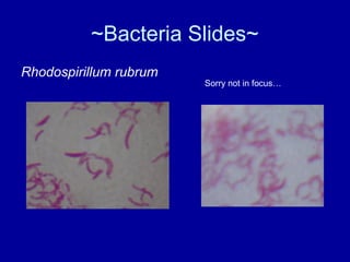 Microbiology practical1 | PPT