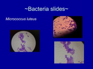 Microbiology practical1 | PPT