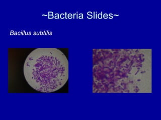Microbiology practical1 | PPT
