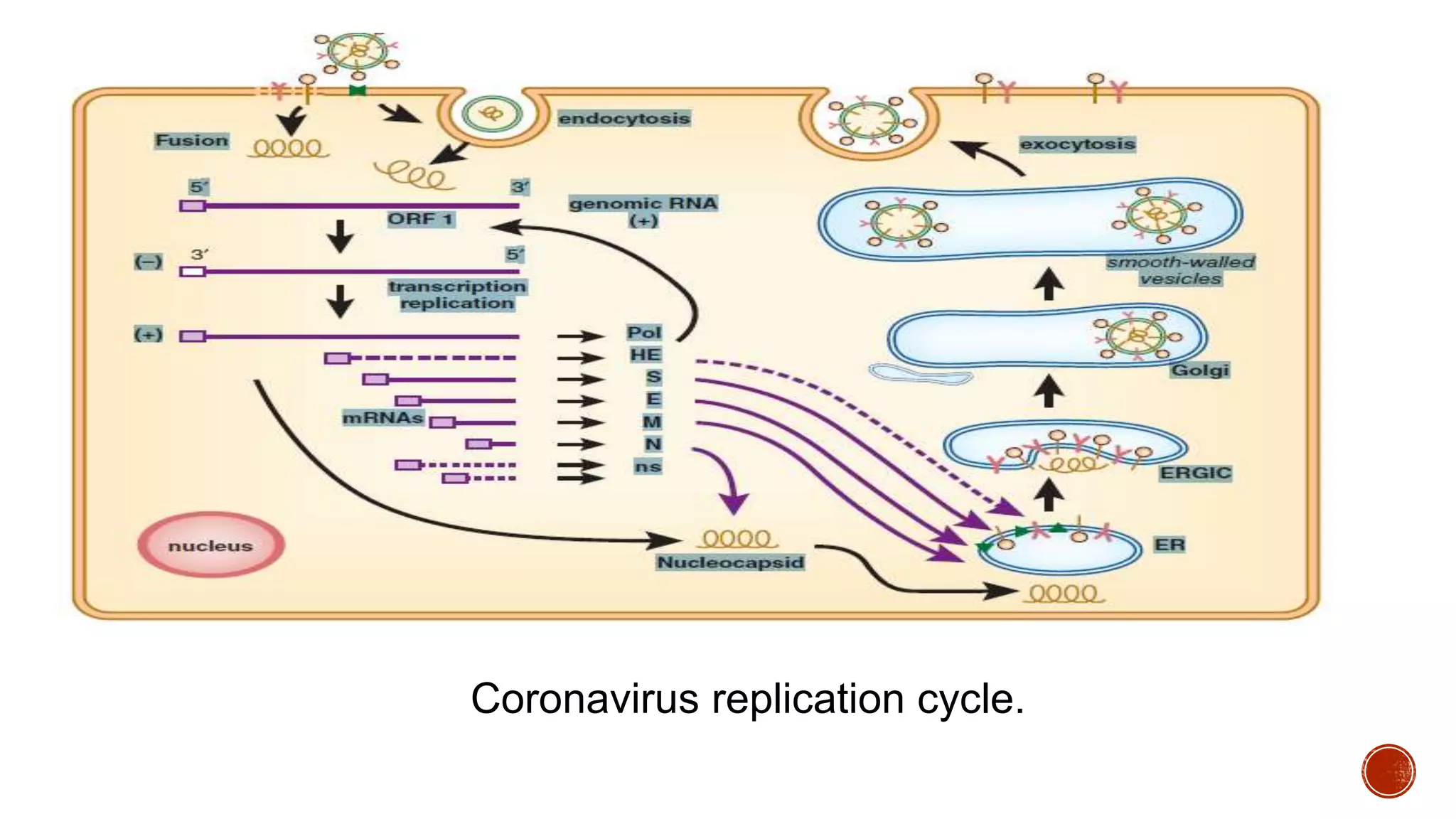 coronaviruses | PPTX