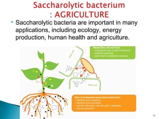 Fa1zanS: Methods of studying biochemical properties of microorganism | PPT