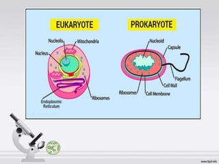 Microbiology presentation | PPT