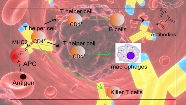 Immunology "Adaptive Immunity" | PPTX | Biological Sciences | Science