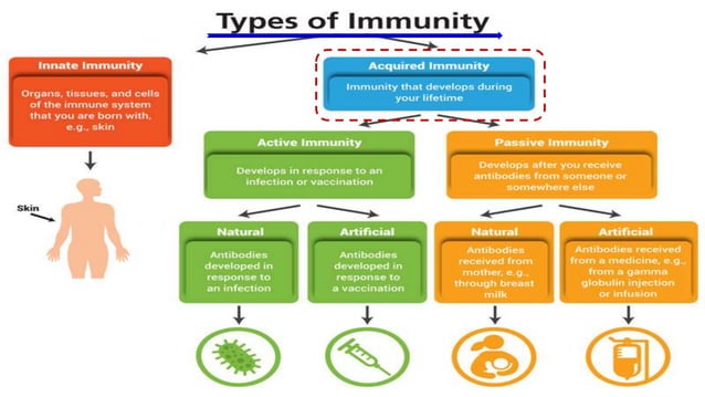 Immunology "Adaptive Immunity" | PPTX | Biological Sciences | Science