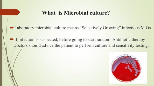 Microbiology Presentation.pptx