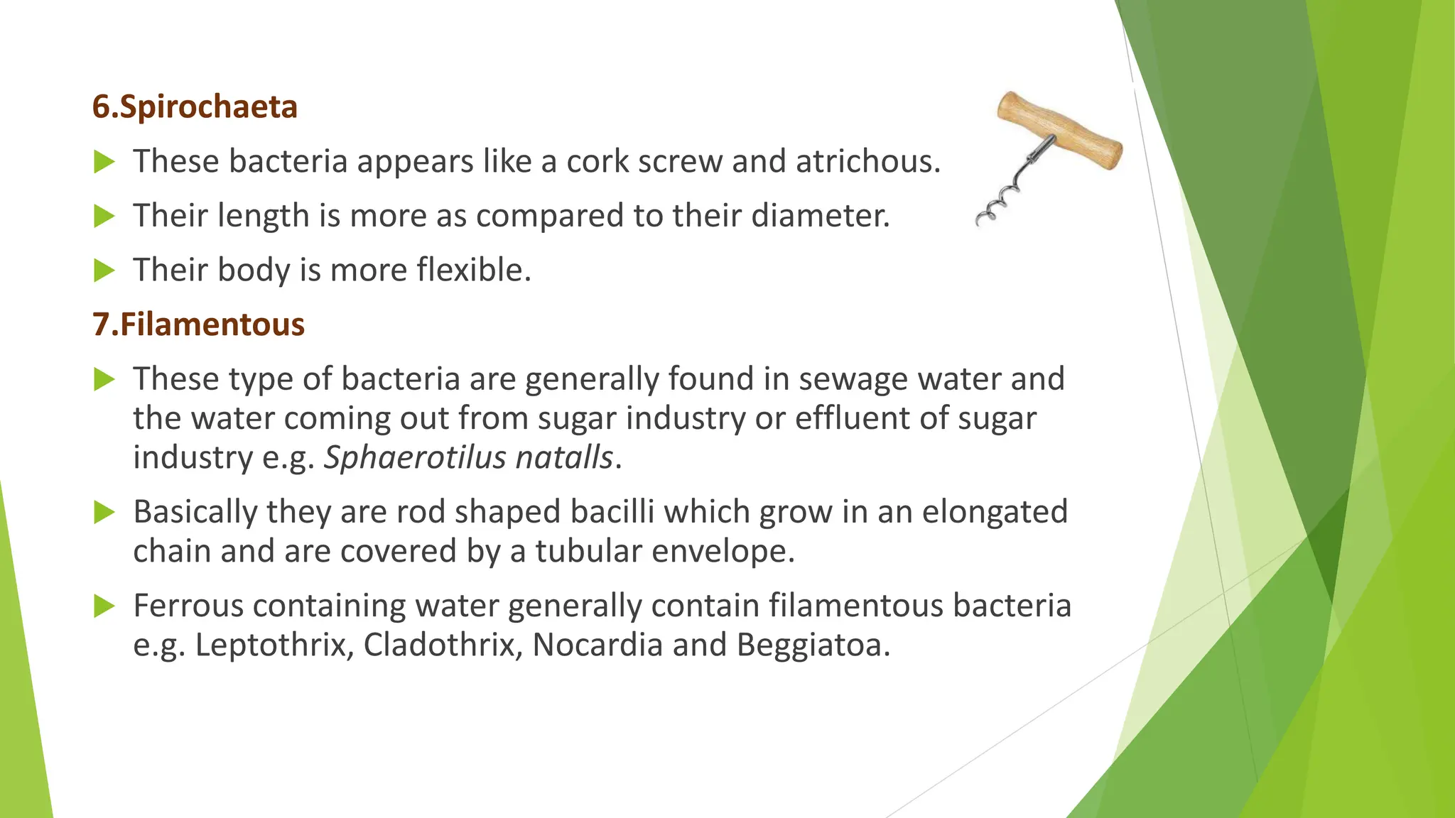 Bacterial morphology and classification.pptx