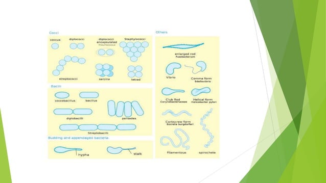 Bacterial morphology and classification.pptx