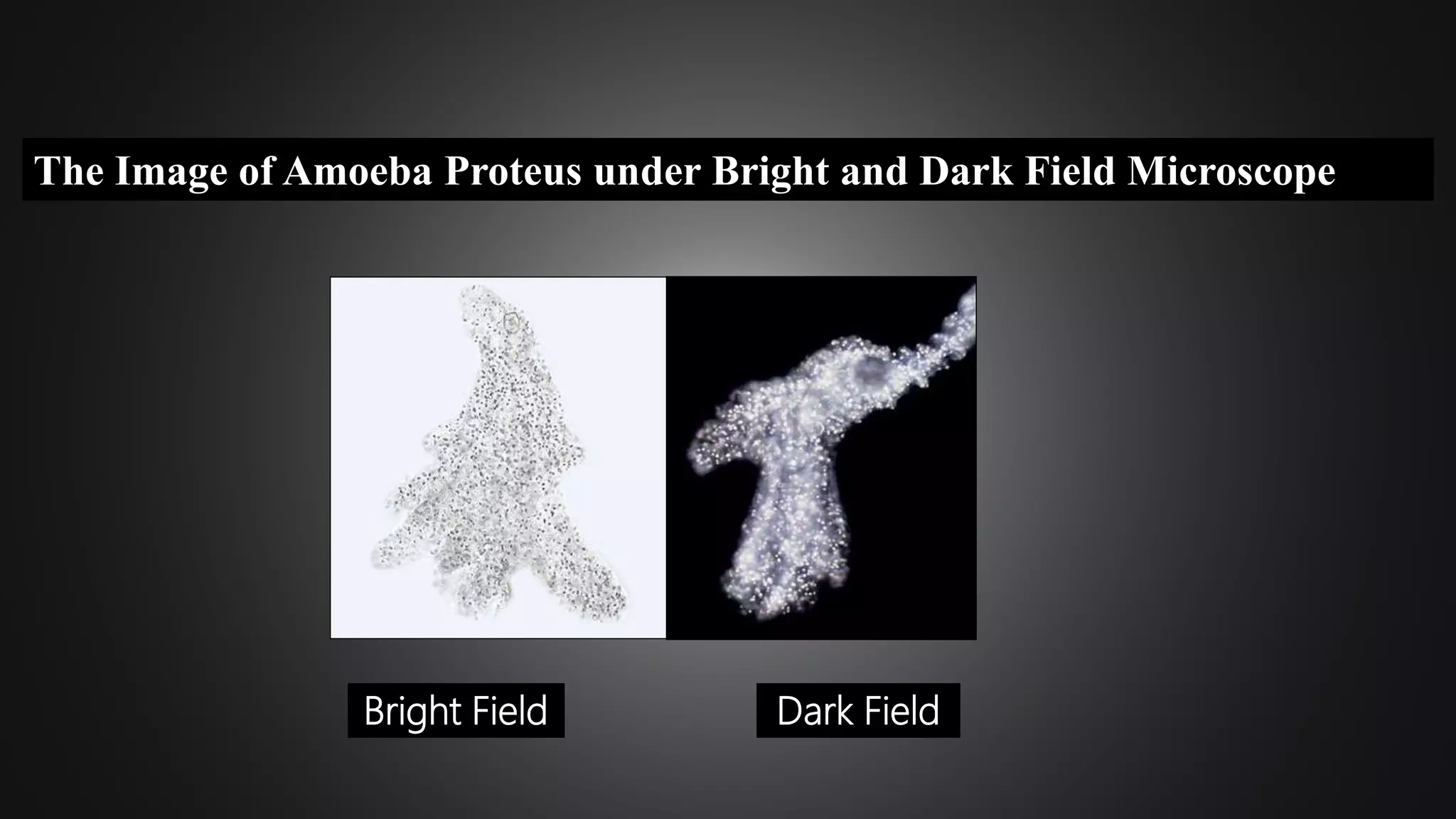 Dark Field Microscope (SHOPNIL AKASH) | PPTX