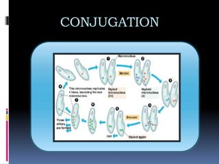 Microbiology protozoans | PPTX
