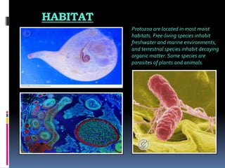 Microbiology protozoans | PPTX