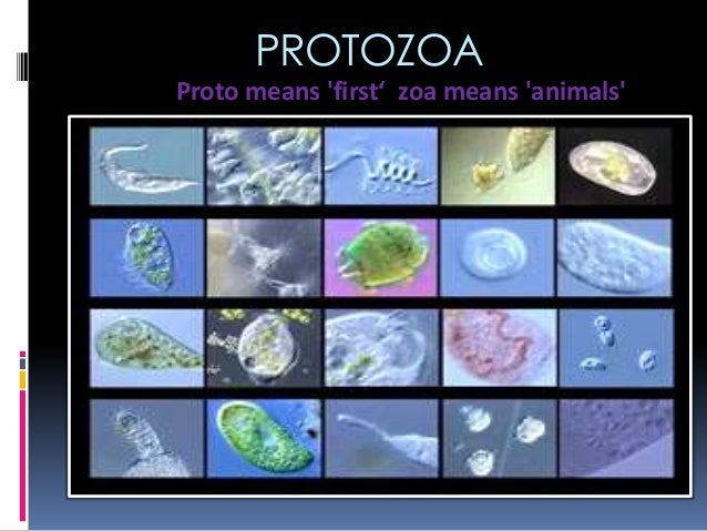 Microbiology protozoans