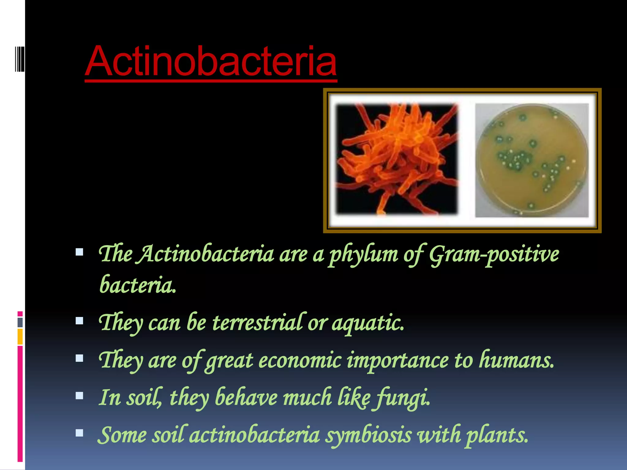 Actinobacteria | PPTX