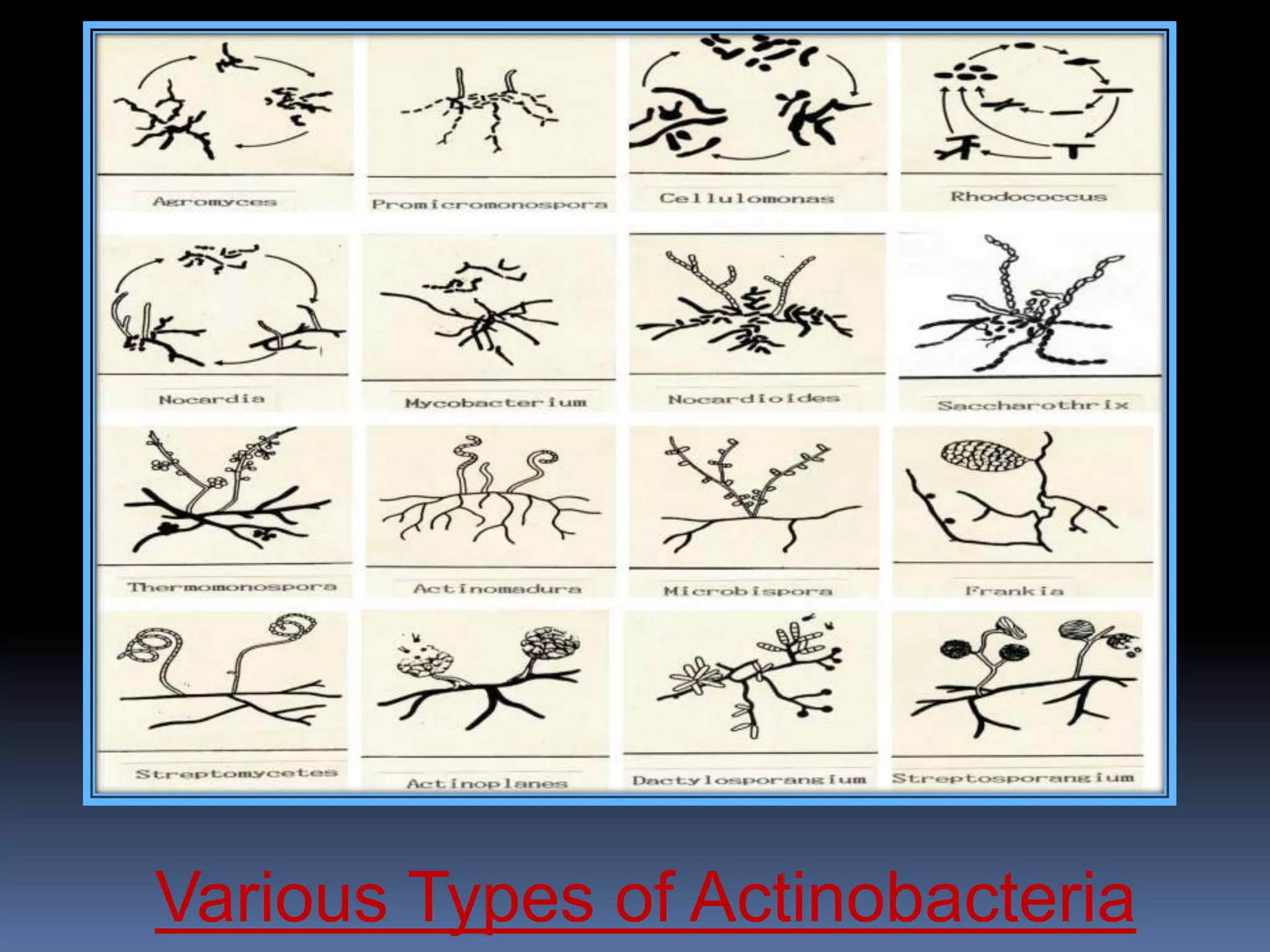 Actinobacteria | PPTX