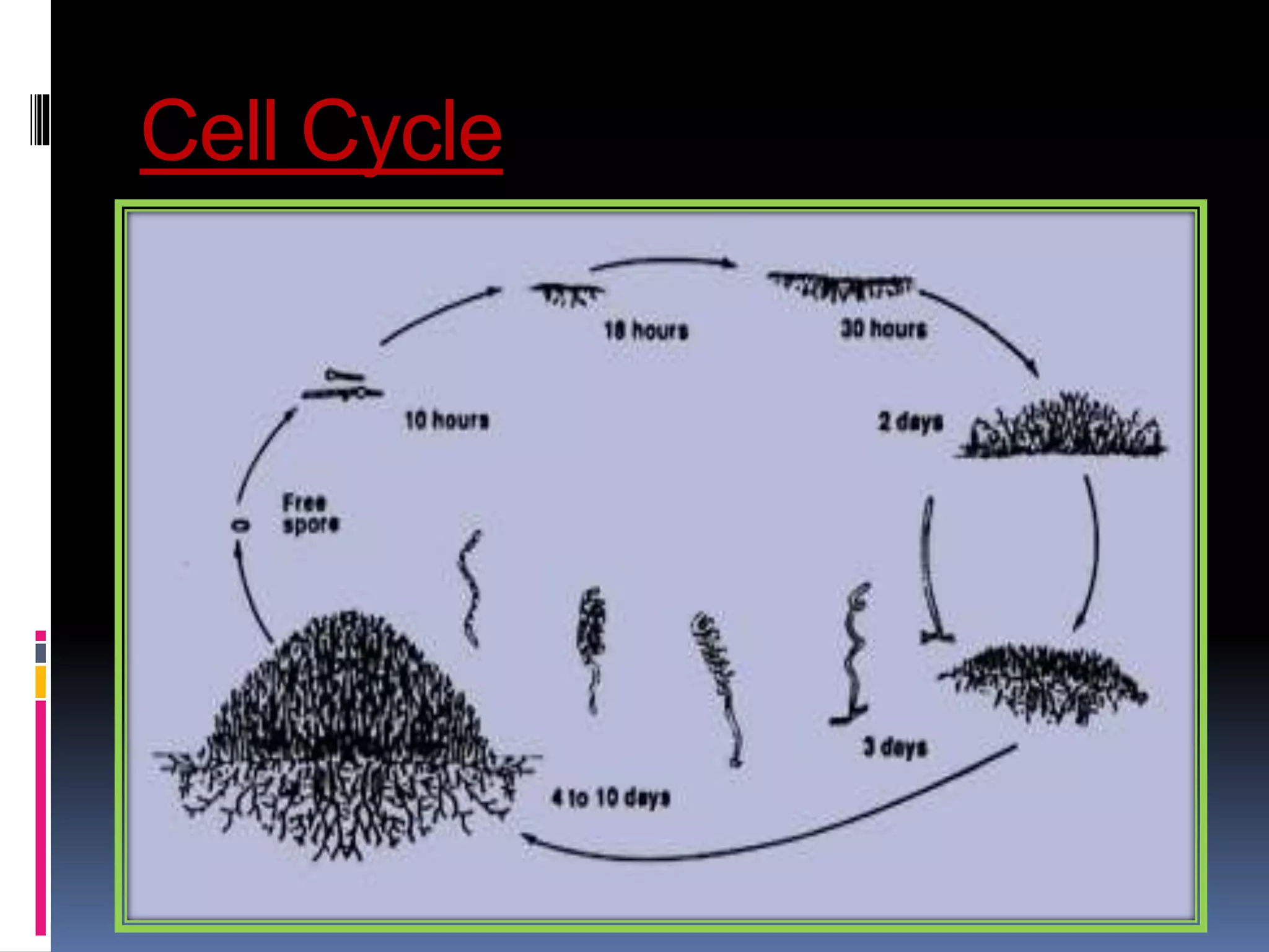 Actinobacteria | PPTX
