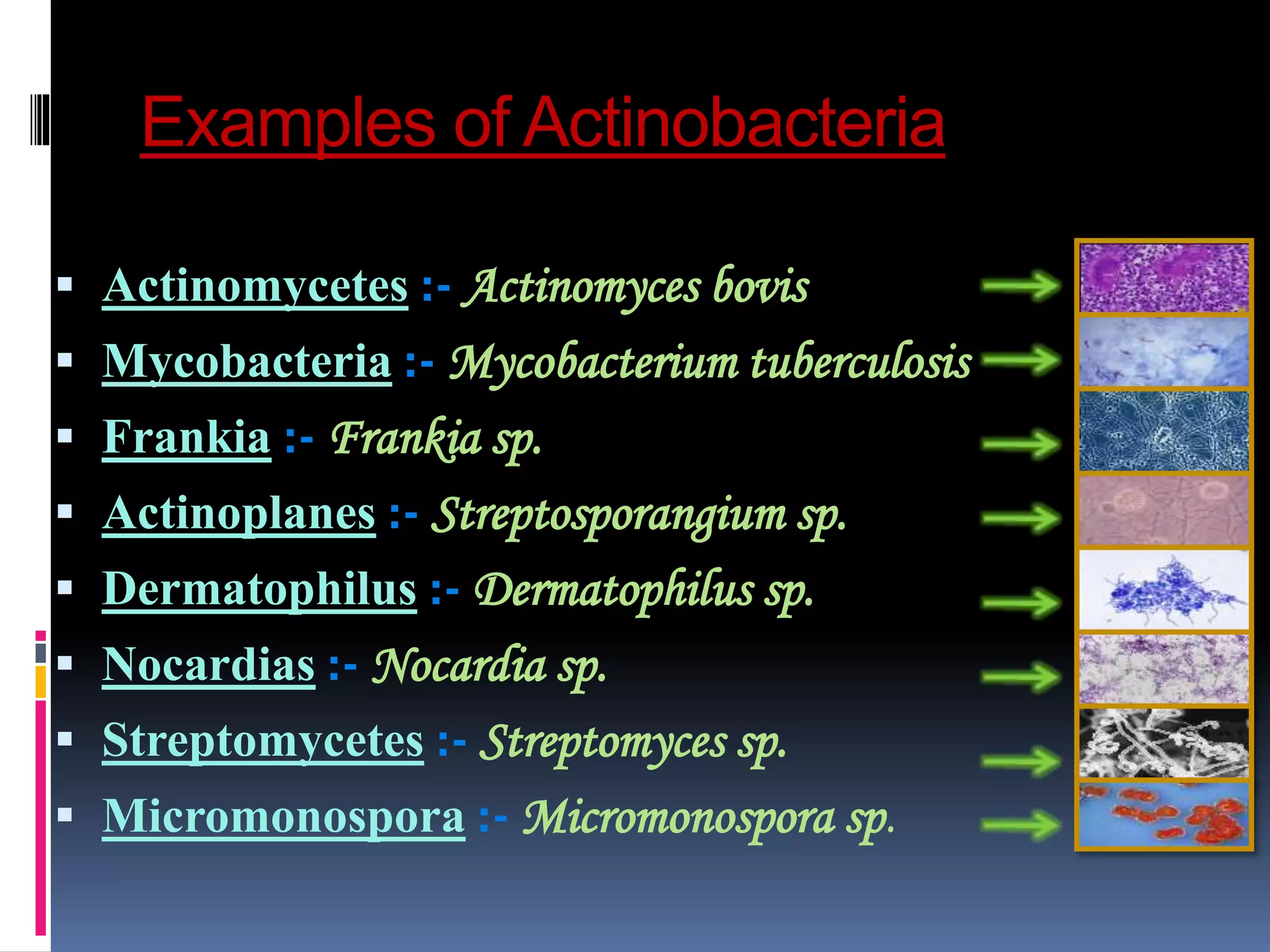 Actinobacteria | PPTX