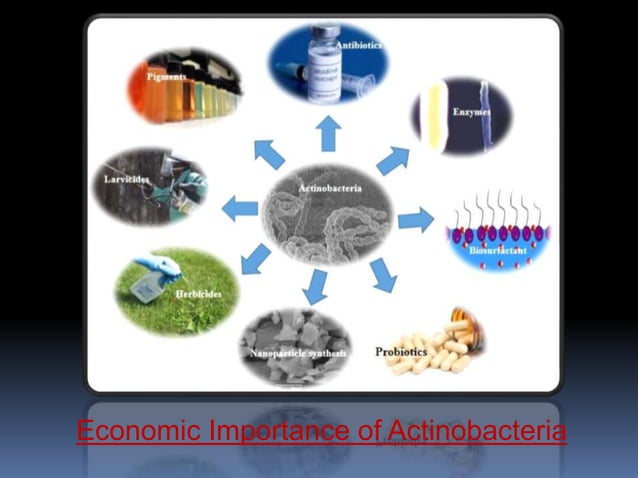Actinobacteria | PPTX | Biological Sciences | Science